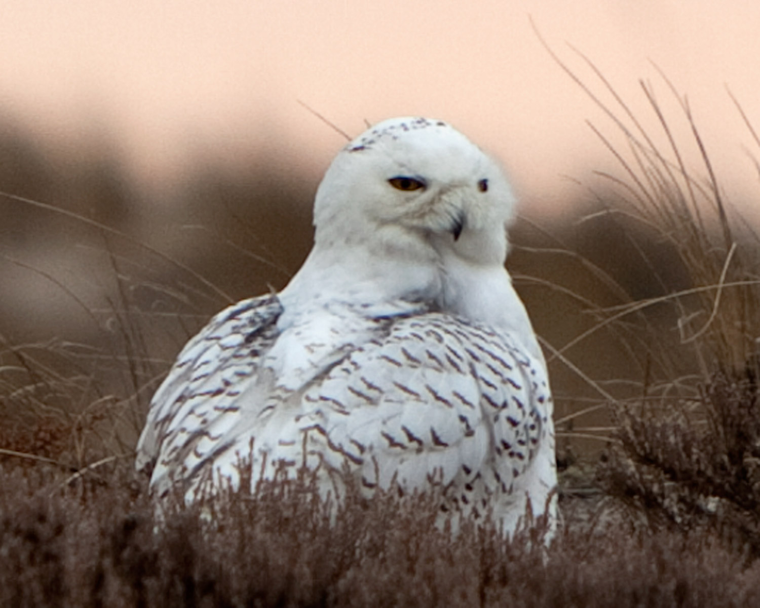 Snowy_Owl Cape Cod