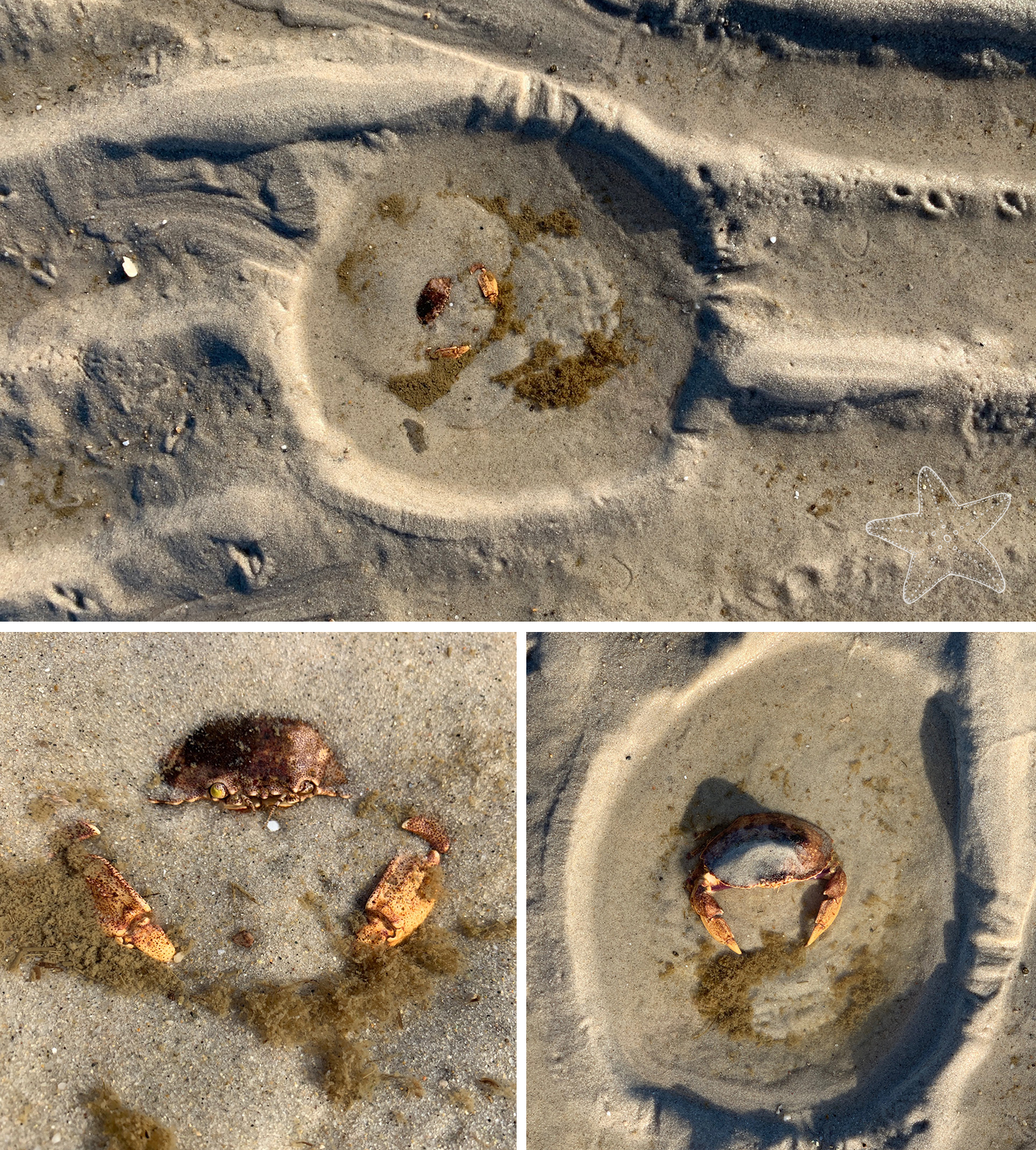 Speckled Crab